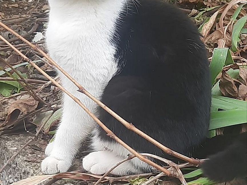 Потеряшка- ищем хозяев