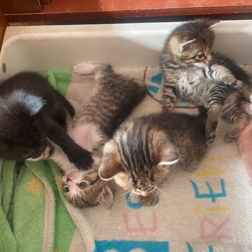 Котёнок в добрые руки