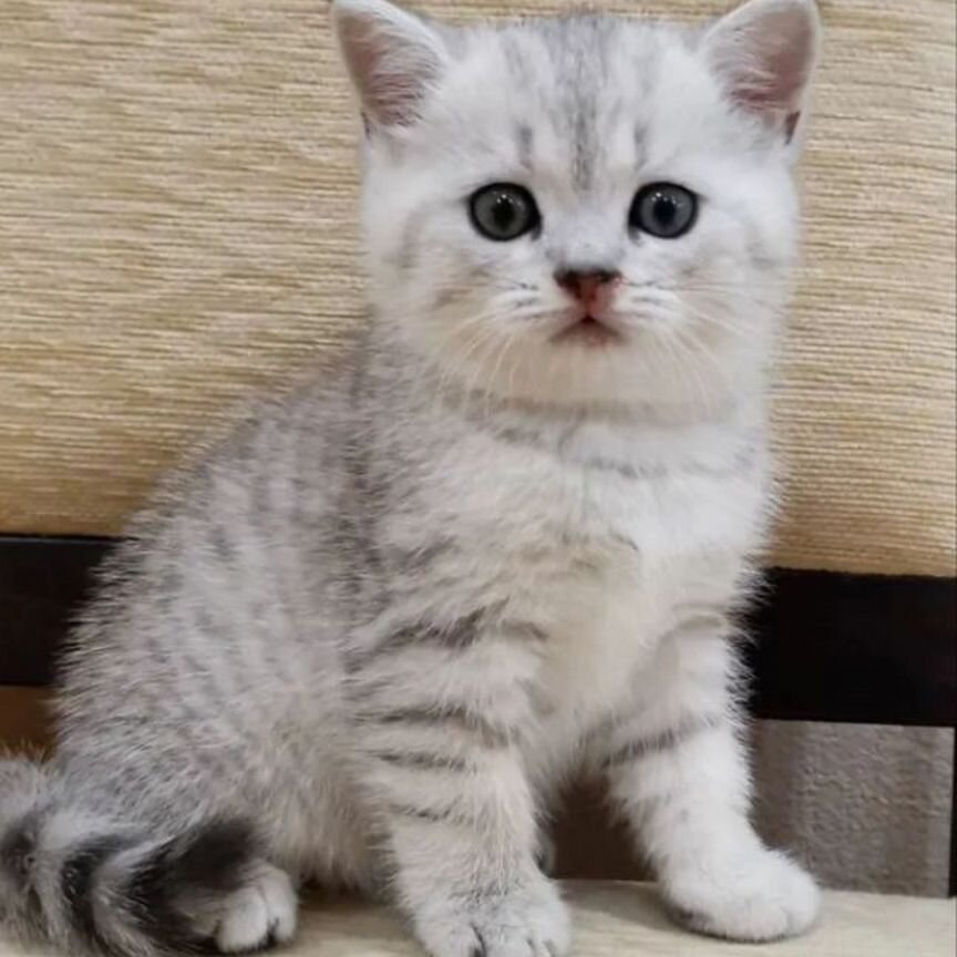 Шотландская