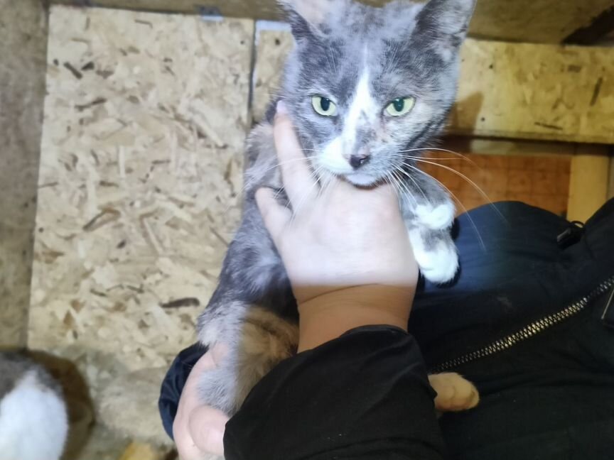 В добрые руки