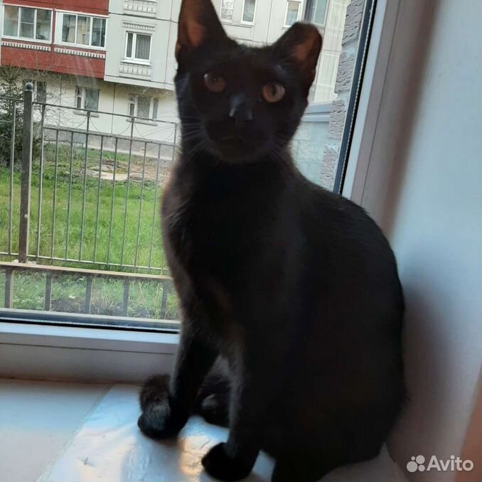 Котик ищет дом,кастрирован возраст 11 месяцев