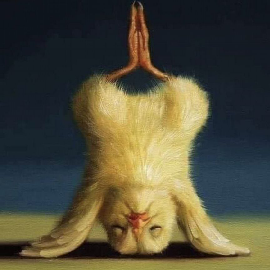 Цыплята бройлеры