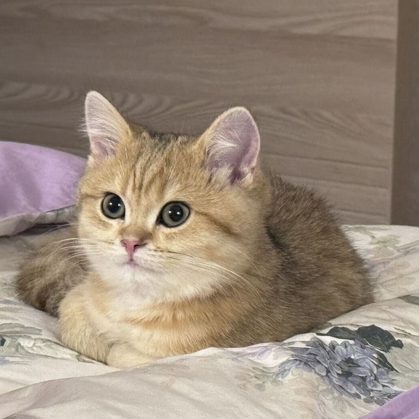 Продам котенка шотланского