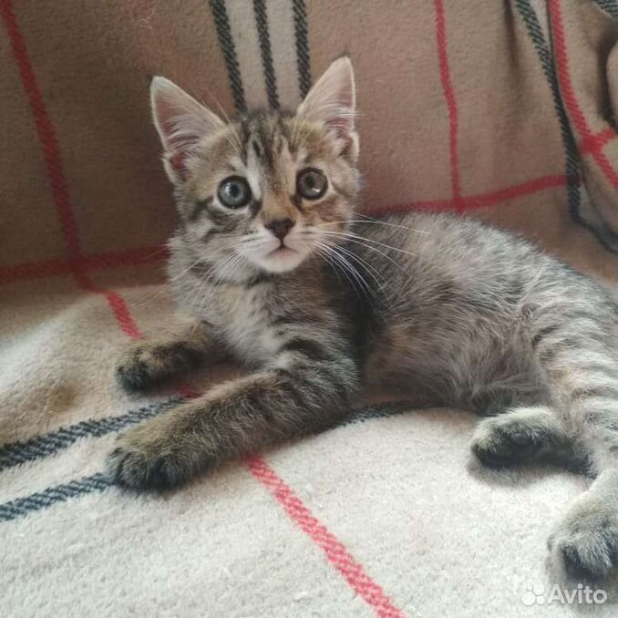 Гренка ищет дом