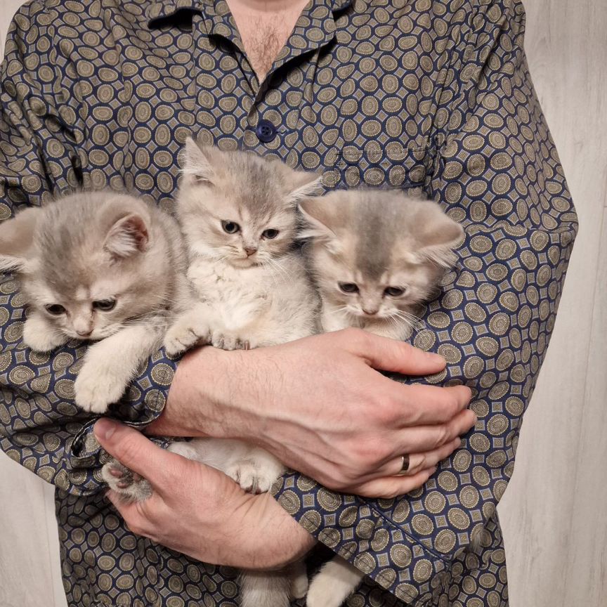 Шотландские котята