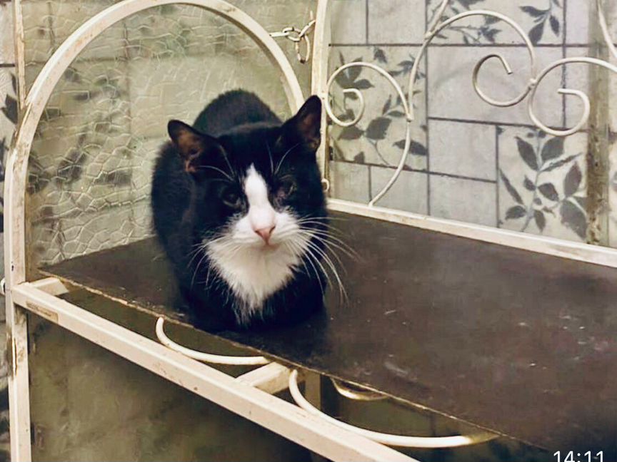 Осиротевшие несчастные котики