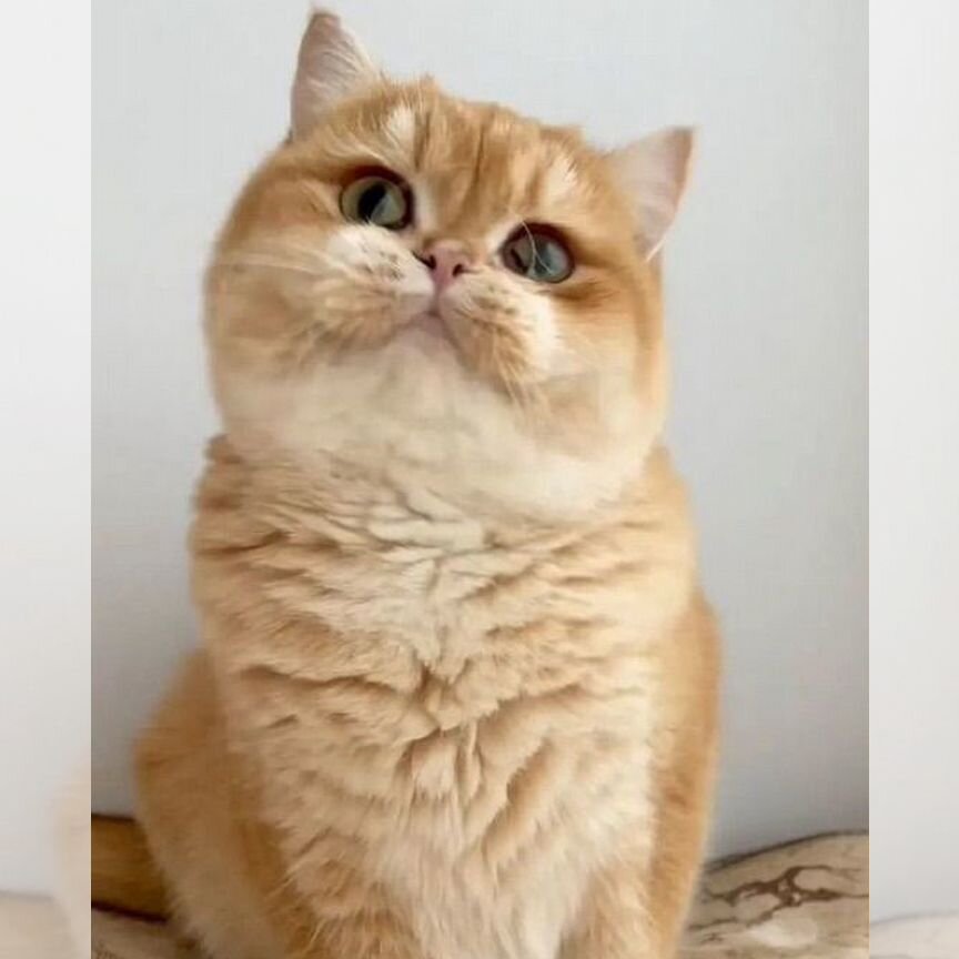 Британская короткошёрстная, взрослая кошка