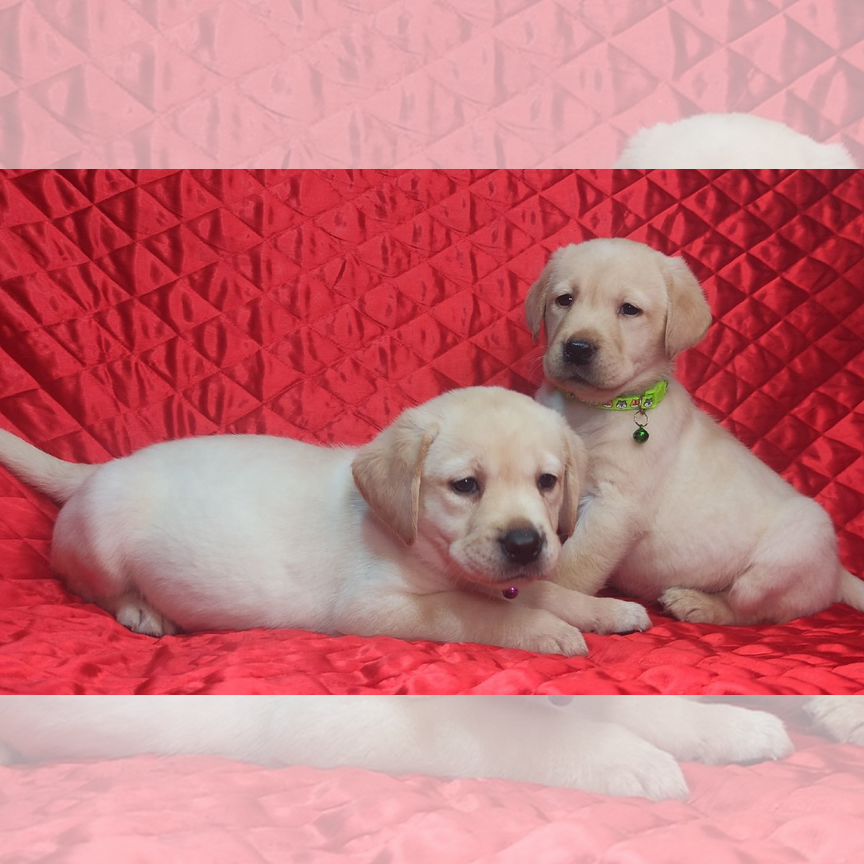 Лабрадор-ретривер, щенок