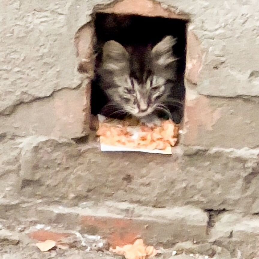 Котенок 2 месяца