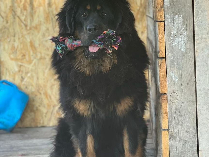 Собака