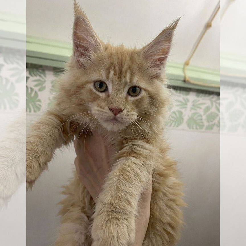 Мейн-кун котёнок