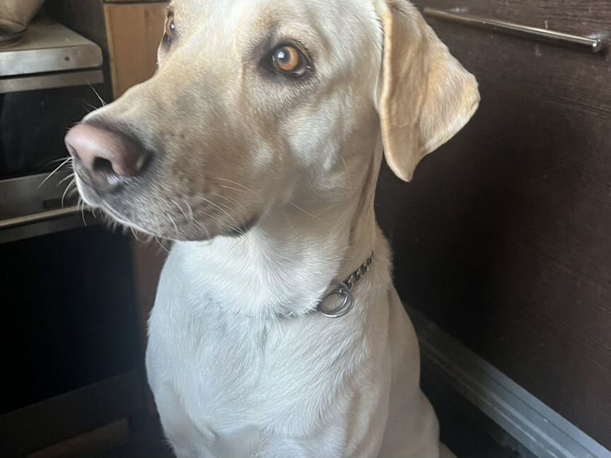 Сабака фокс