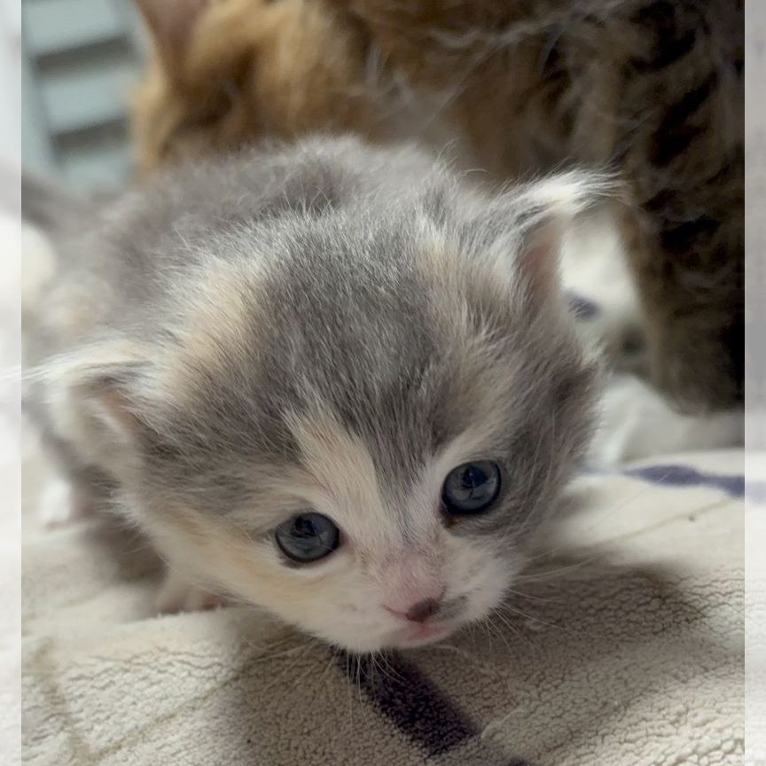 Невский маскарадный котёнок