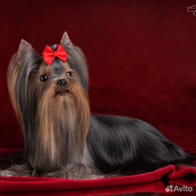 Взрослая девочка йорк