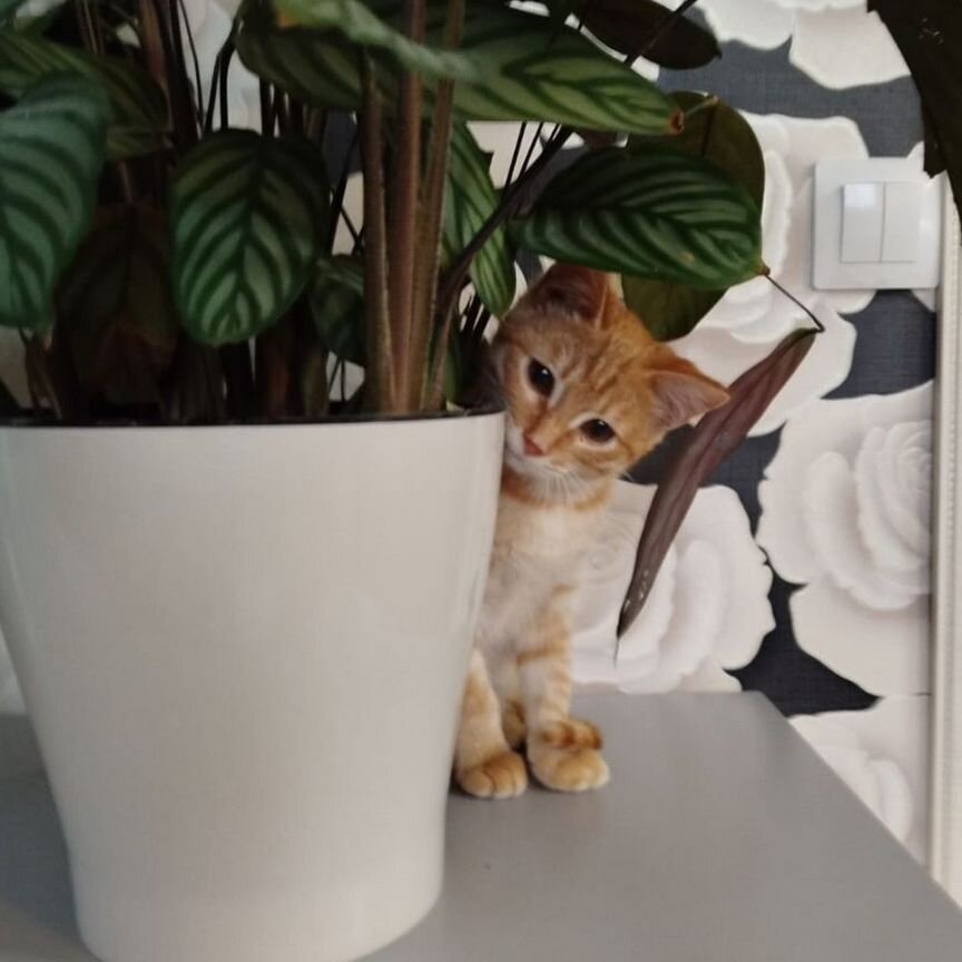 Котёнок в добрые руки