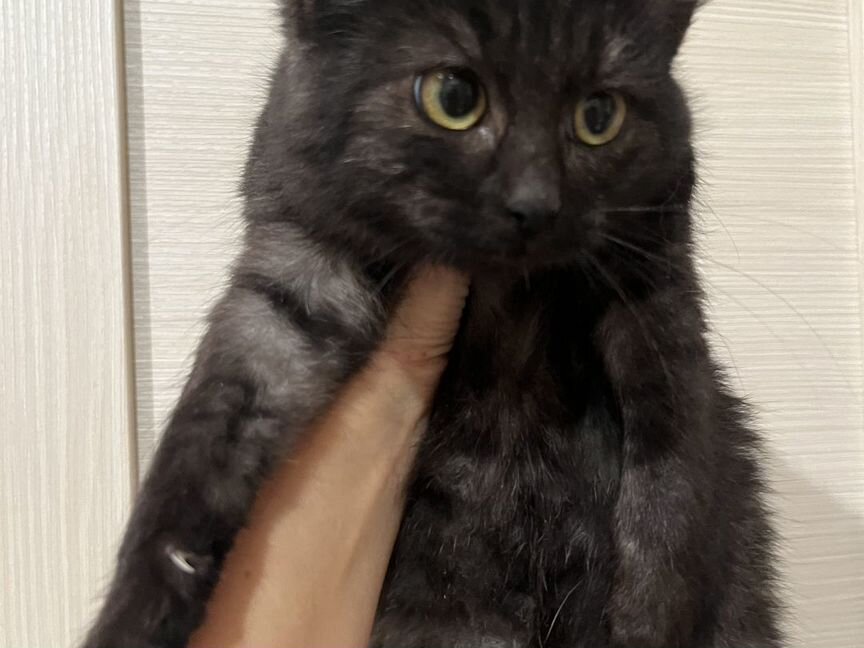 Чернобурочка котенок