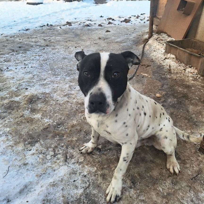 Стаффорт в добрые руки