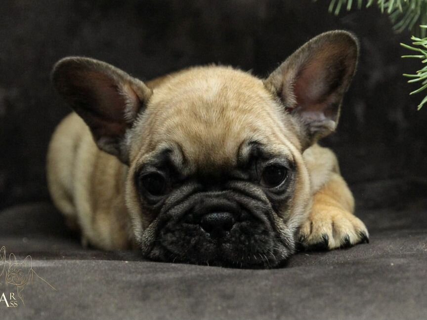 Щенки французского бульдога