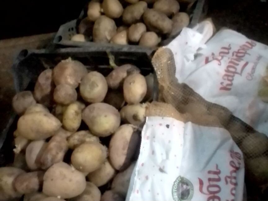 Картофель для животных