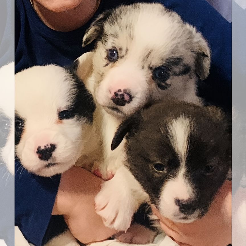 Вельш Корги Кардиган, щенок