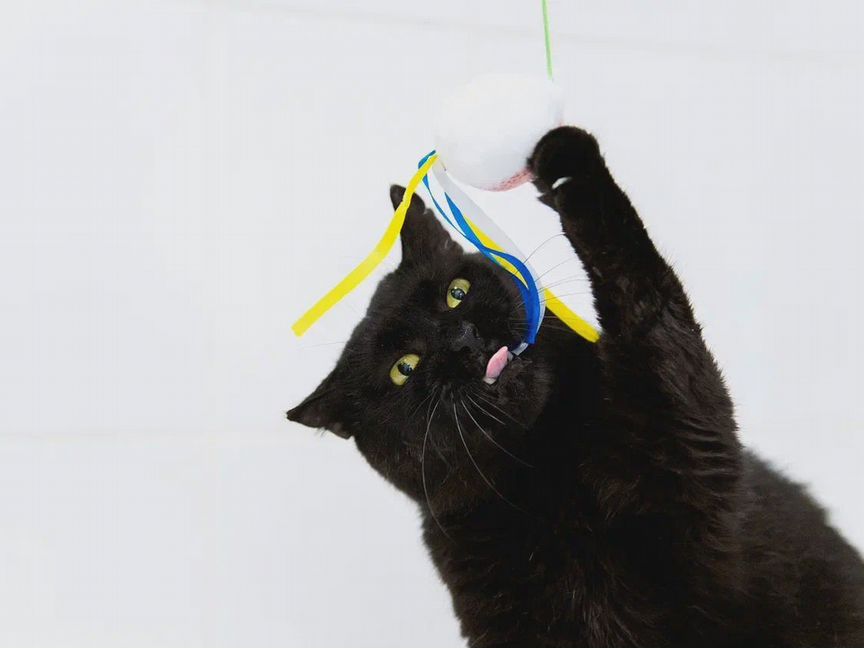 Котик в поисках семьи