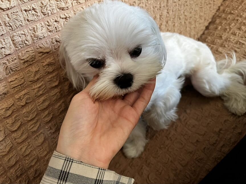 Мальтийская болонка вязка