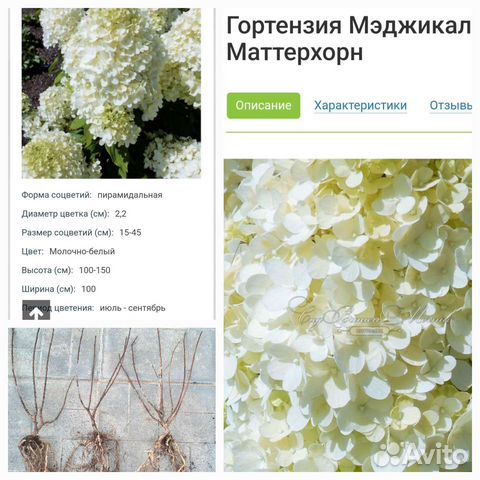 Гортензия метельчатая "Мэджикал Маттерхорн" купить в Москве | Товары ...