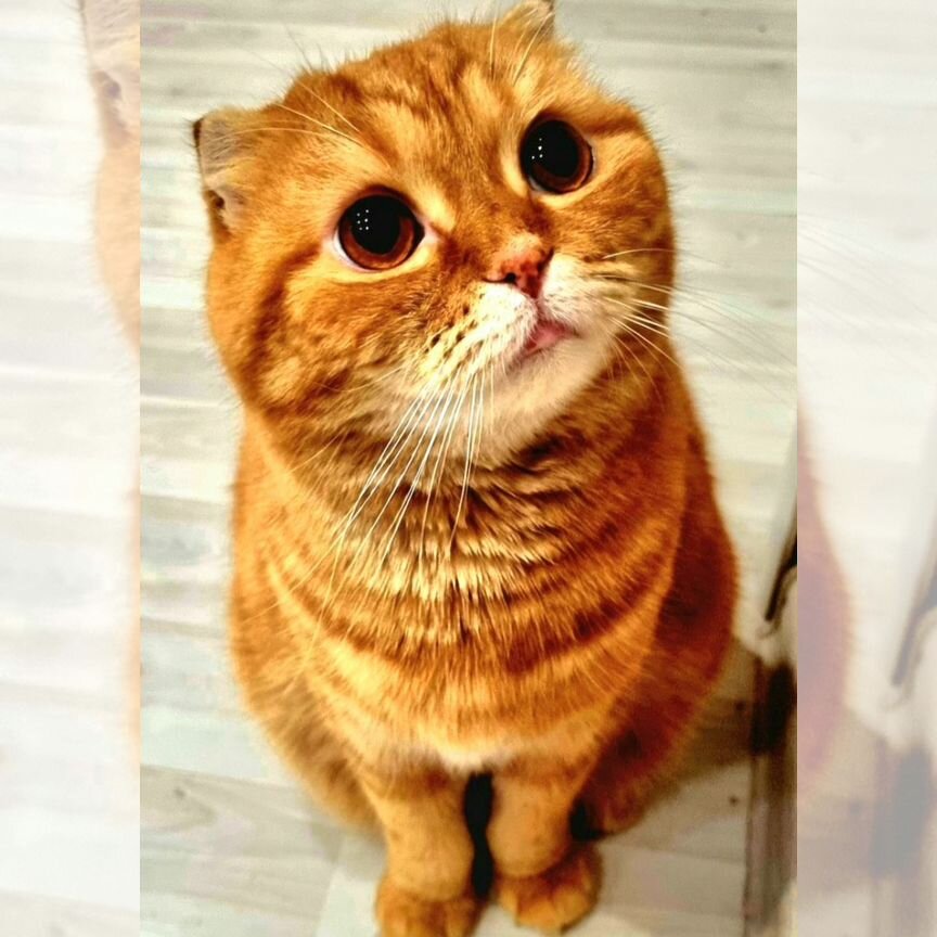 Шотландский вислоухий короткошёрстный, взрослый кот