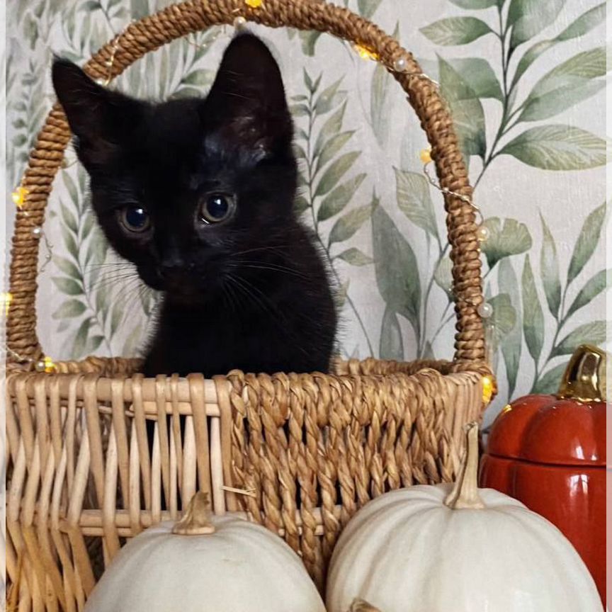 Черная котодевочка ищет дом