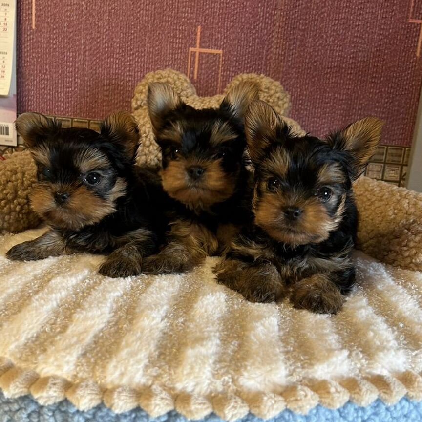 Йоркширский терьер, щенок