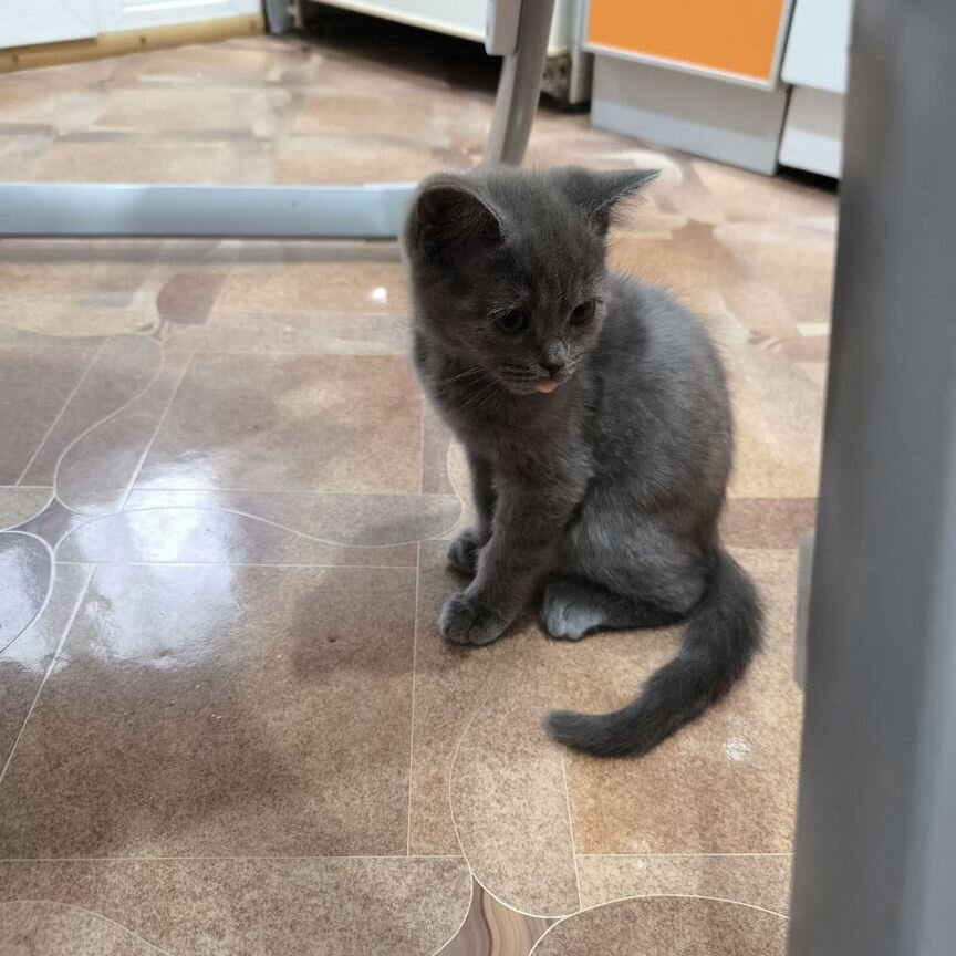 Шотландский прямоухий короткошёрстный котёнок