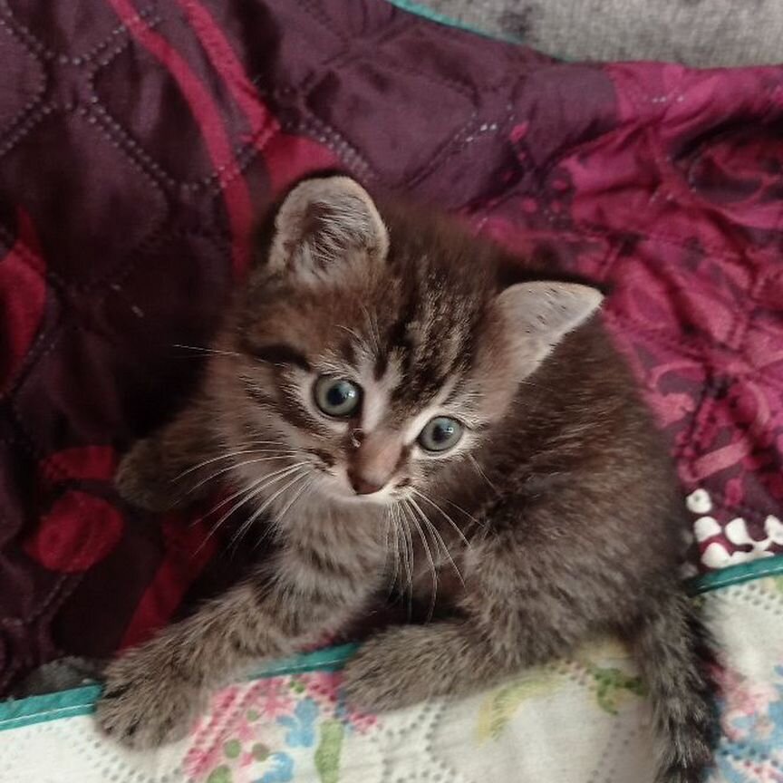 Котик в добрые руки