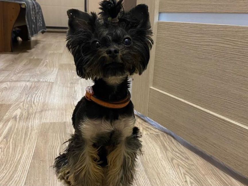 Йоркширский терьер щенки девочки