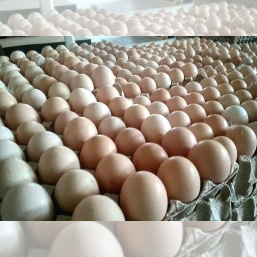 Инкубационное яйцо бройлера (Росс308, Кобб500)