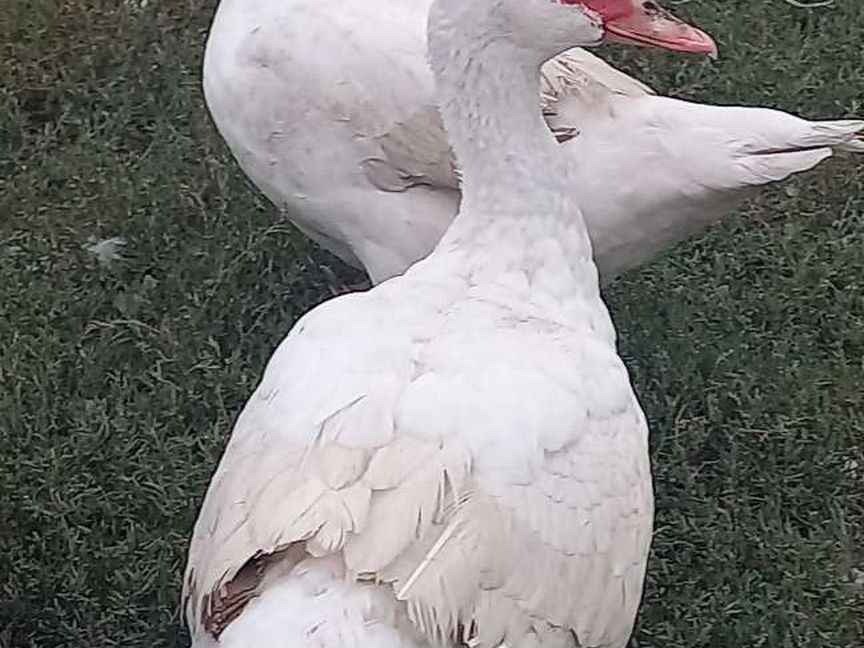 Индоутята большие и подростки