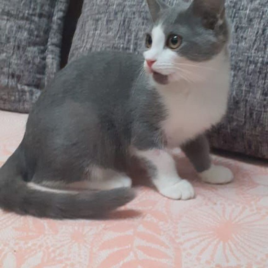 Котёнок Маришка