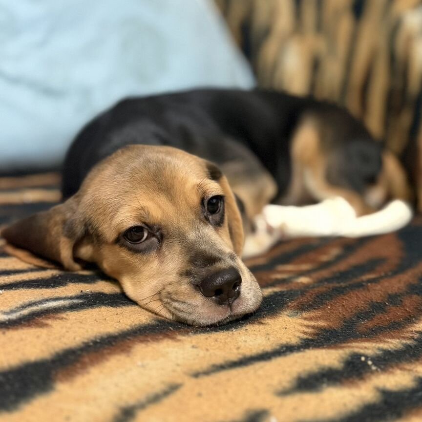 Бигль, щенок