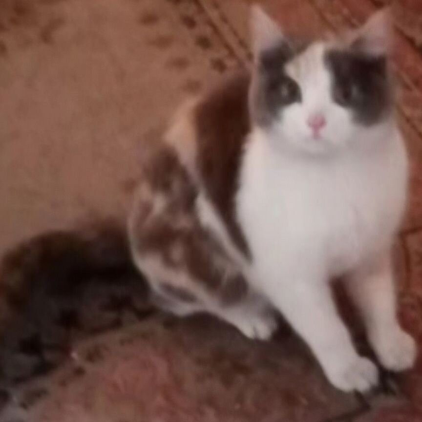 Взрослая, кошка в добрые руки