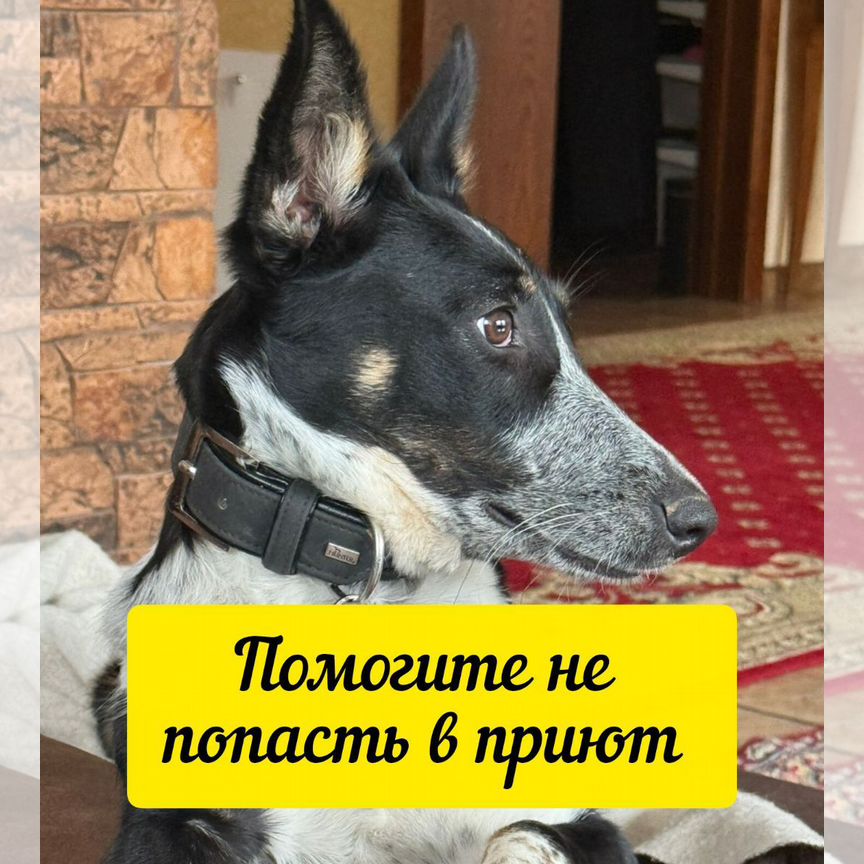 Взрослая собака в добрые руки