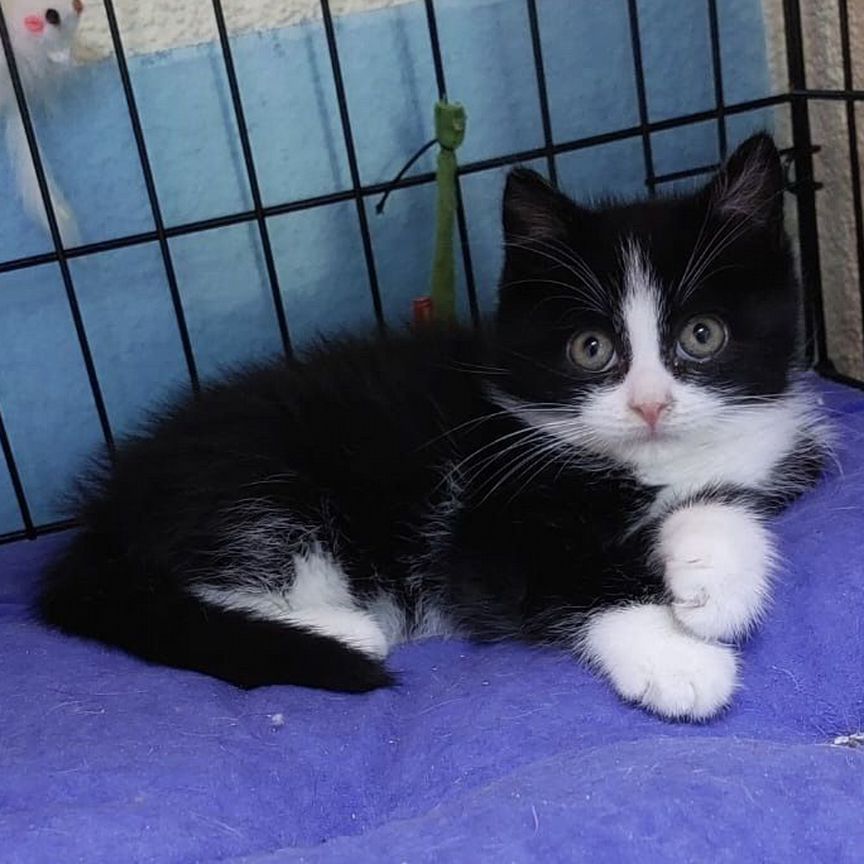 Котёнок в добрые руки