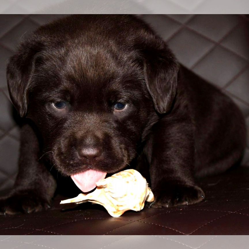 Лабрадор-ретривер, щенок