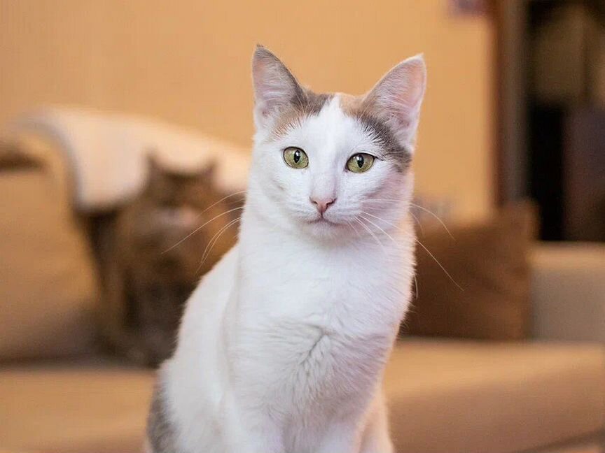 Нежная кошечка Молли в добрые руки
