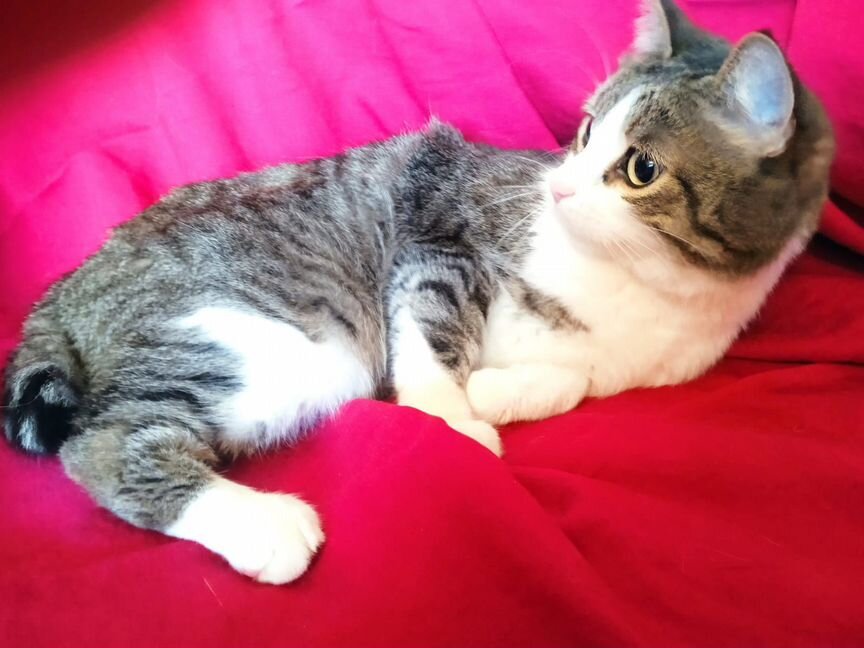 Котик мягкий животик