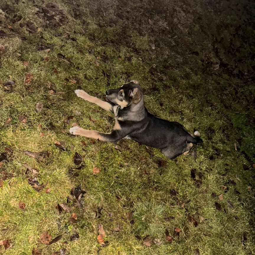 Собака алабай