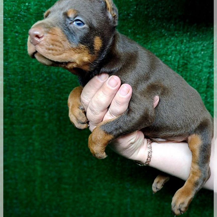 Шоколадные мальчишки добермана