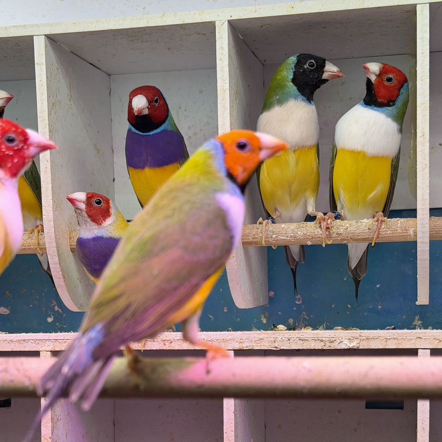 Амадины гульда Санкт-Петербург