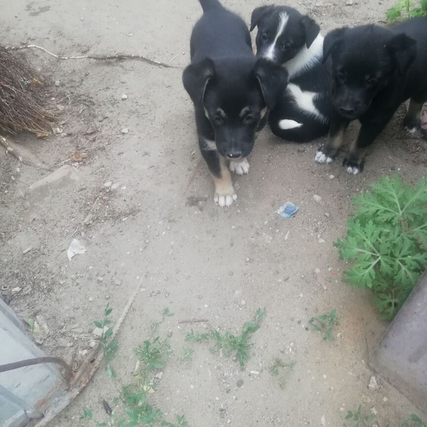 Сторожевые пёсики