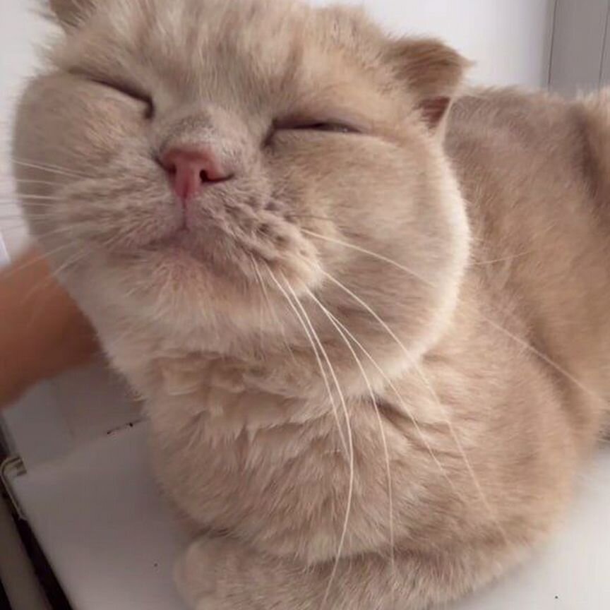 Котик ищет дом