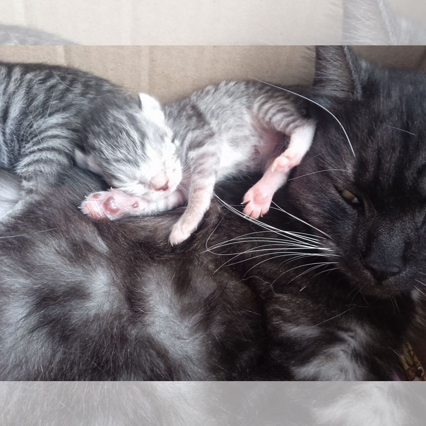 Британские котята