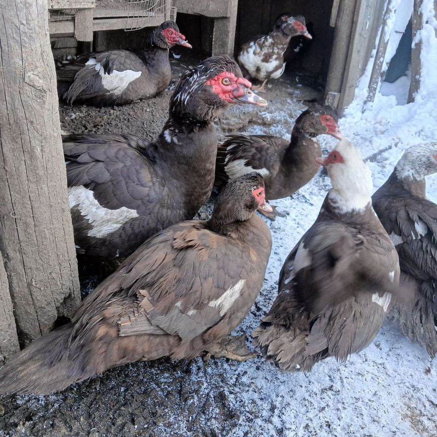 Утки шипуны